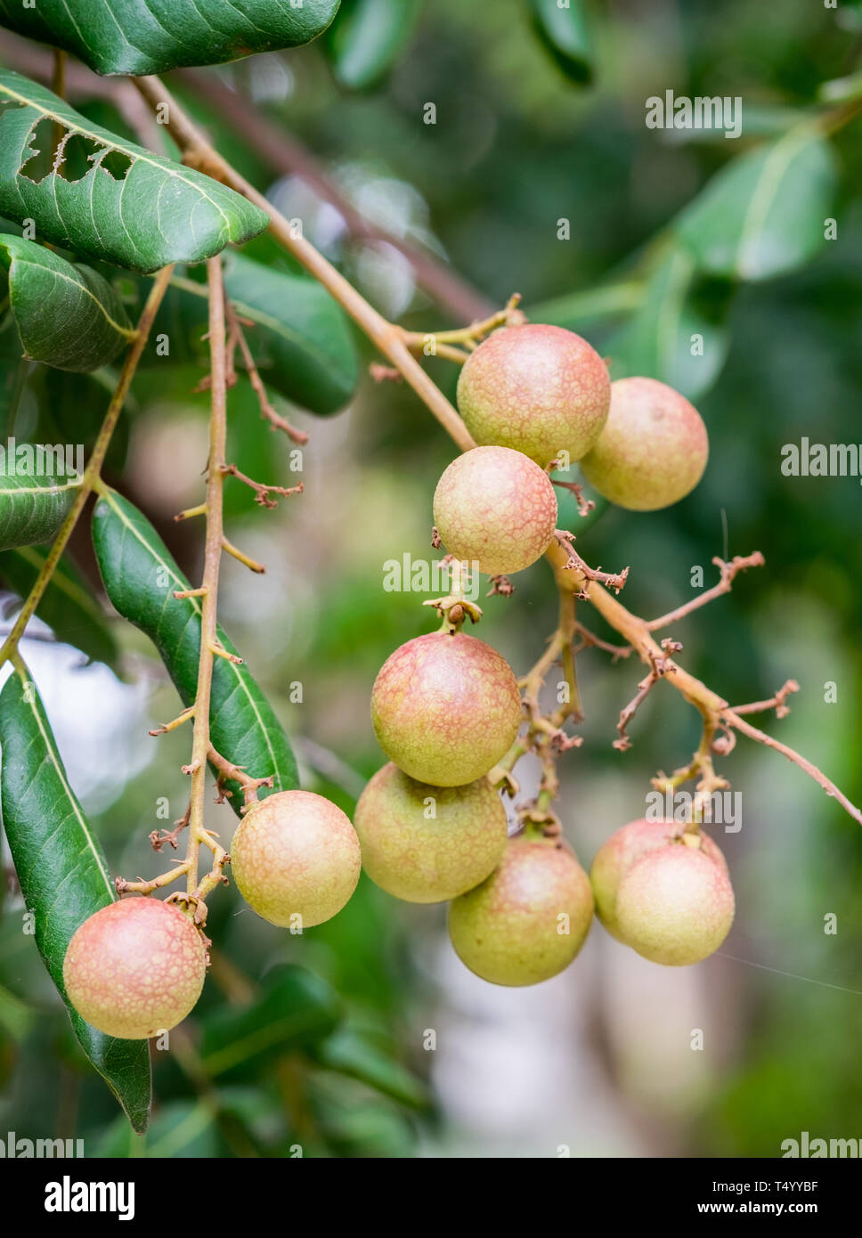 Longan fruit many seeds on tree Stock Photo - Alamy
