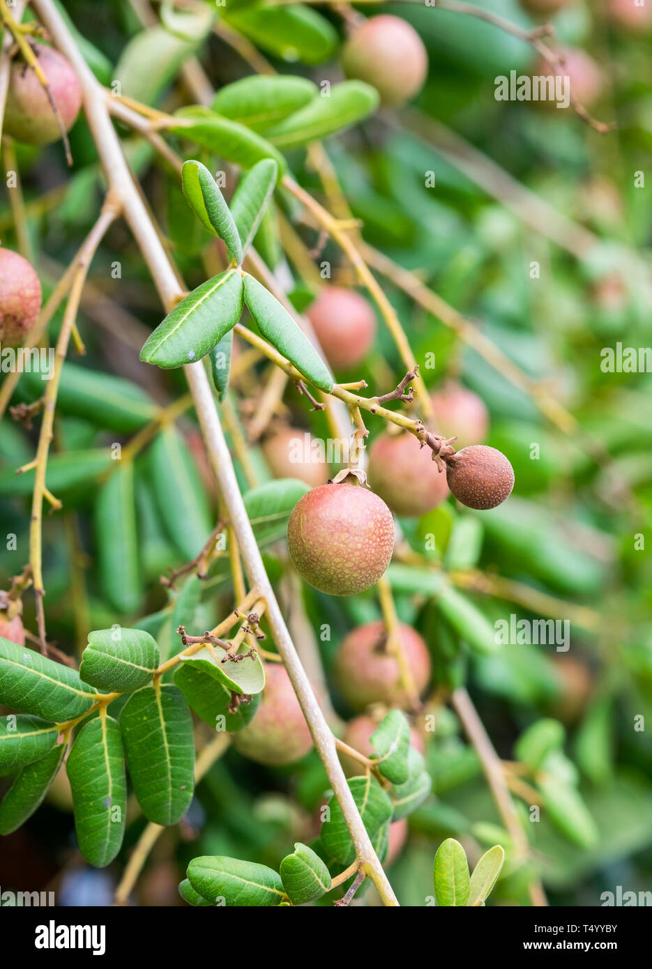 Longan seeds hi-res stock photography and images - Alamy