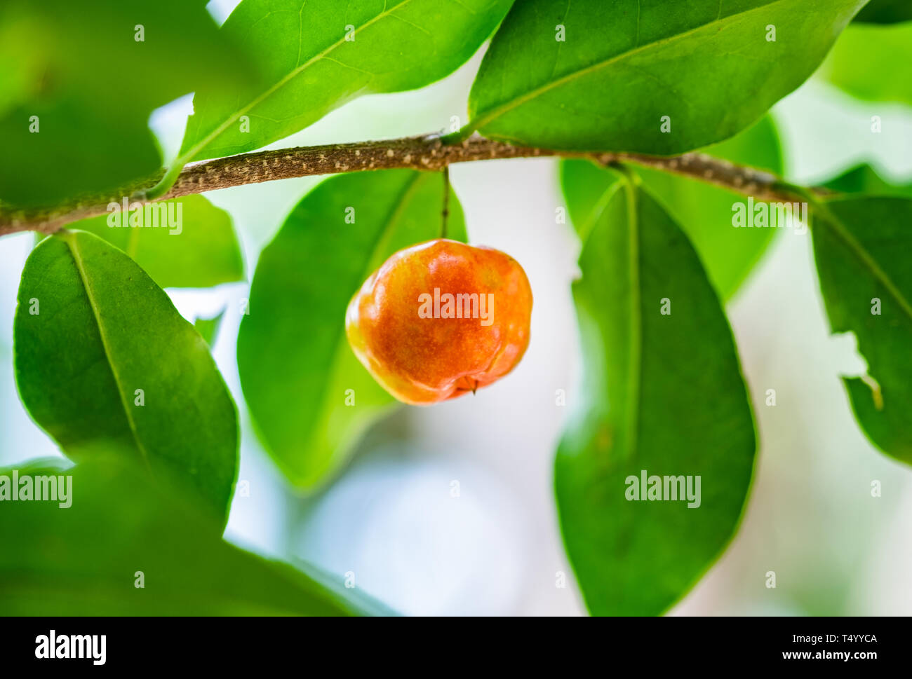 Sweet cherry orange ripe on stalk Stock Photo - Alamy