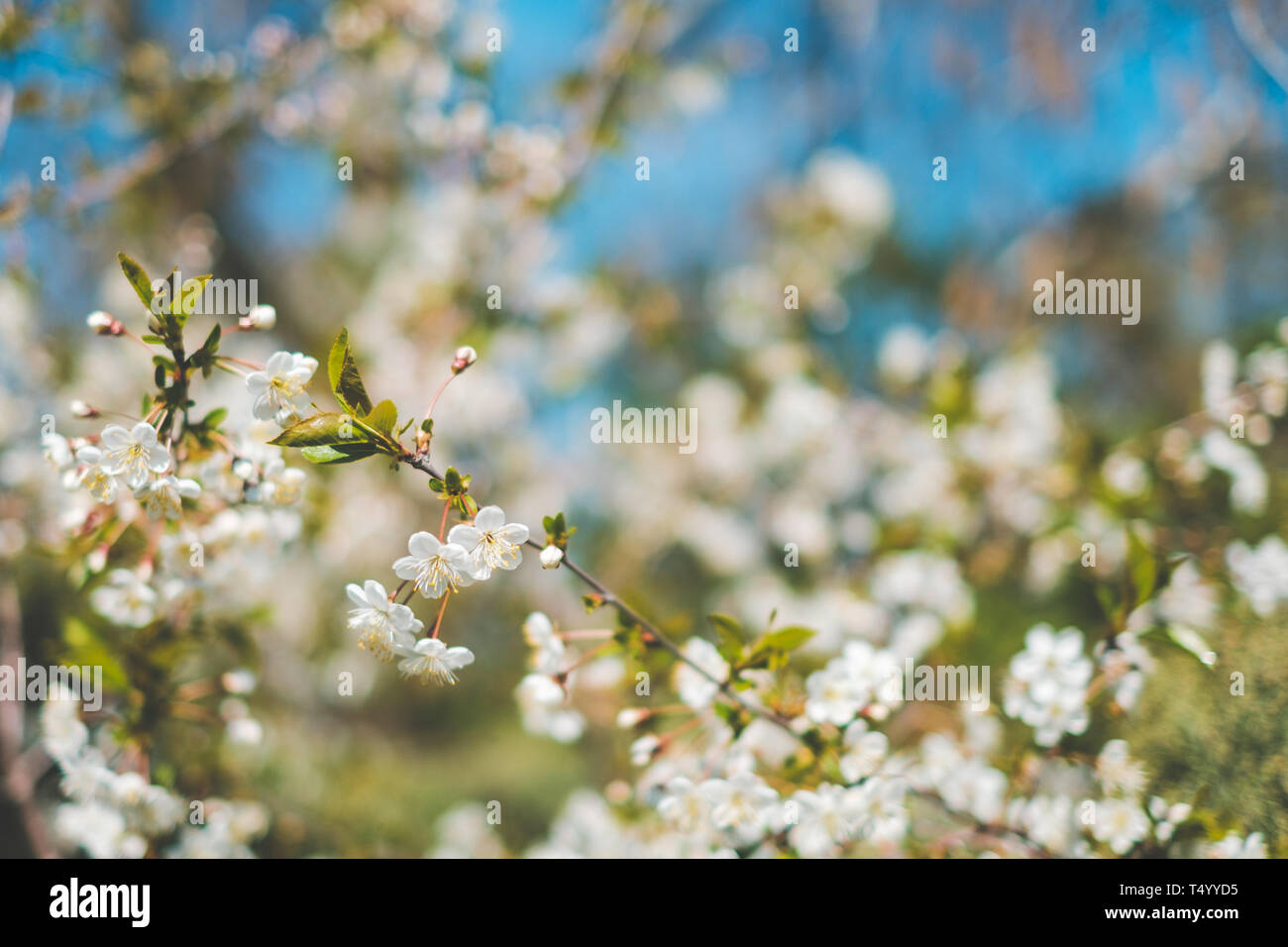 white spring flowers on blooming cherry tree Stock Photo - Alamy