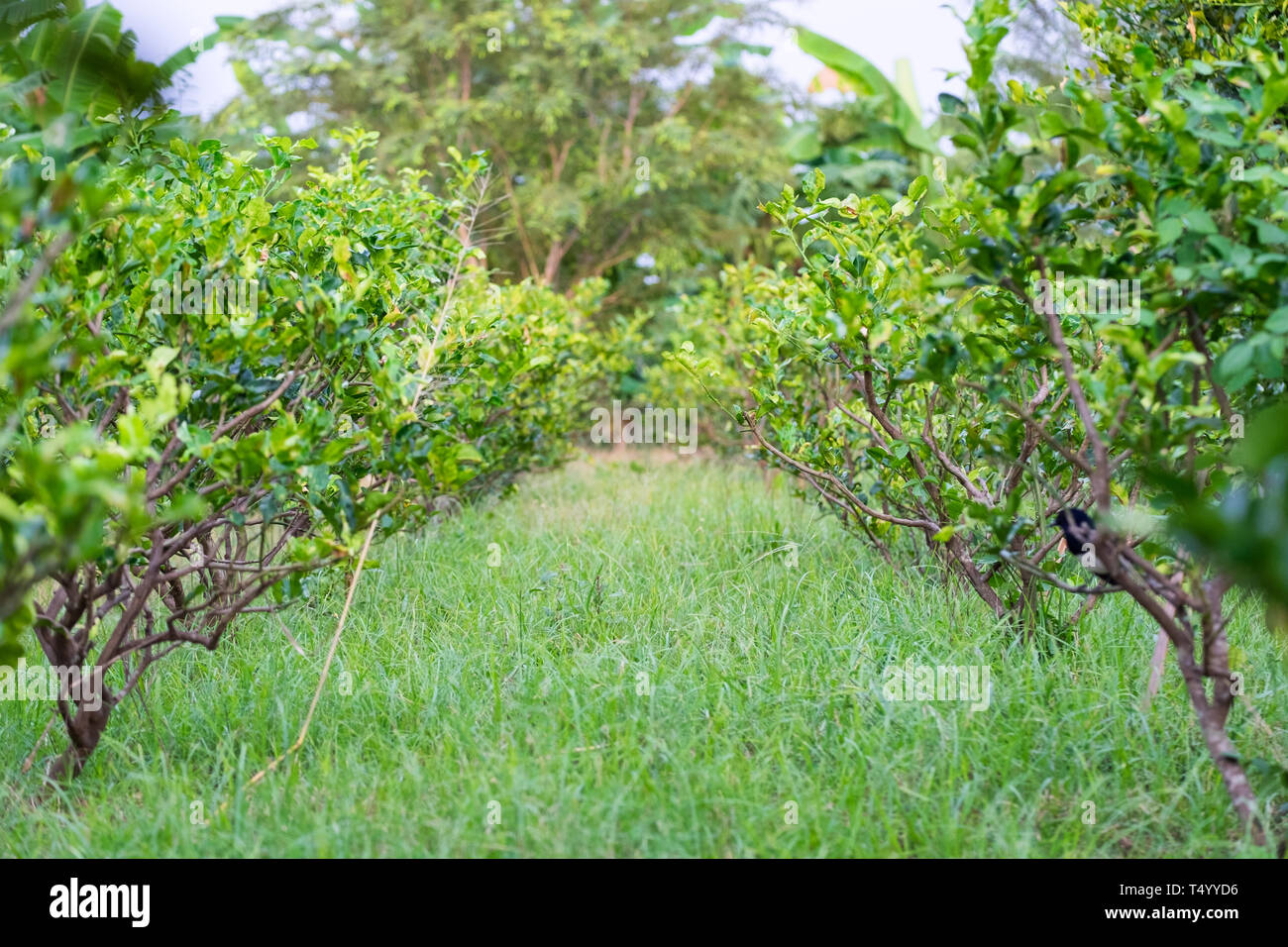 Kaffir lime,Leech lime in farm Stock Photo - Alamy