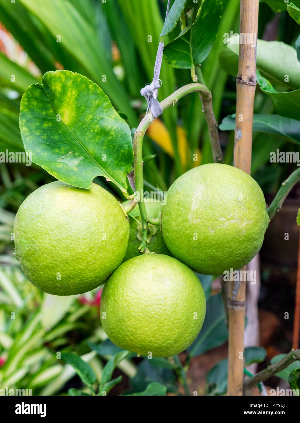 Pomelo stalk hi-res stock photography and images - Alamy
