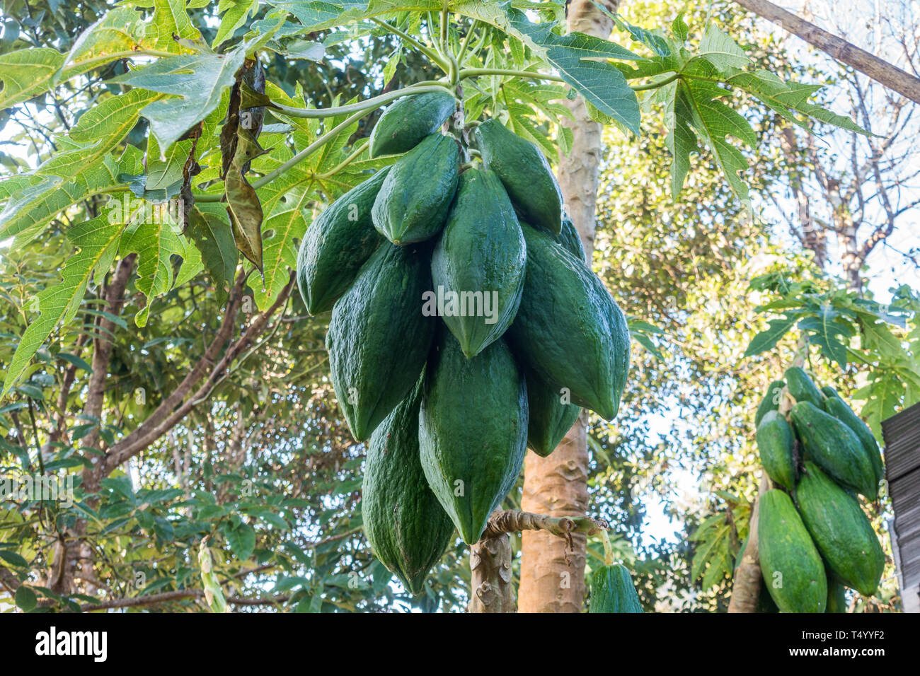 Full papaya tree hi-res stock photography and images - Alamy