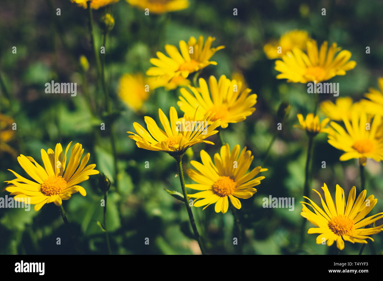 Easter background yellow flowers hi-res stock photography and images ...