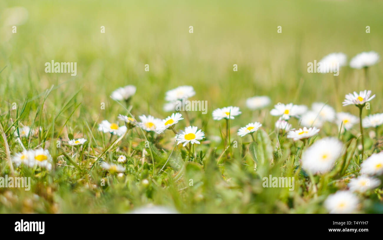 Spring daisy season field grass hi-res stock photography and images - Alamy