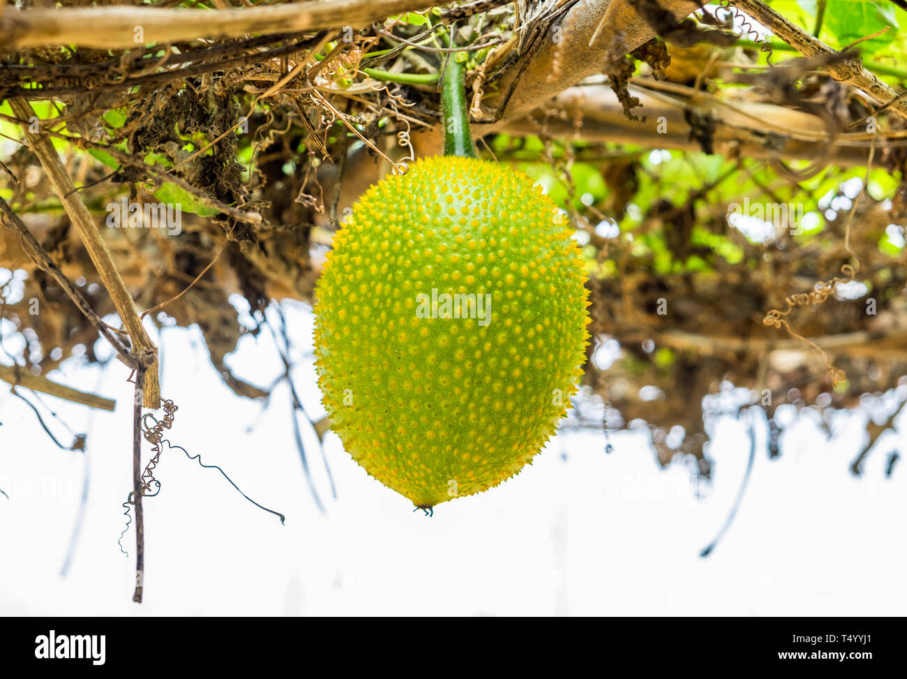 Baby Jackfruit Spiny Bitter Gourd,Sweet Gourd,Cochinchin Gourd,Gac ...