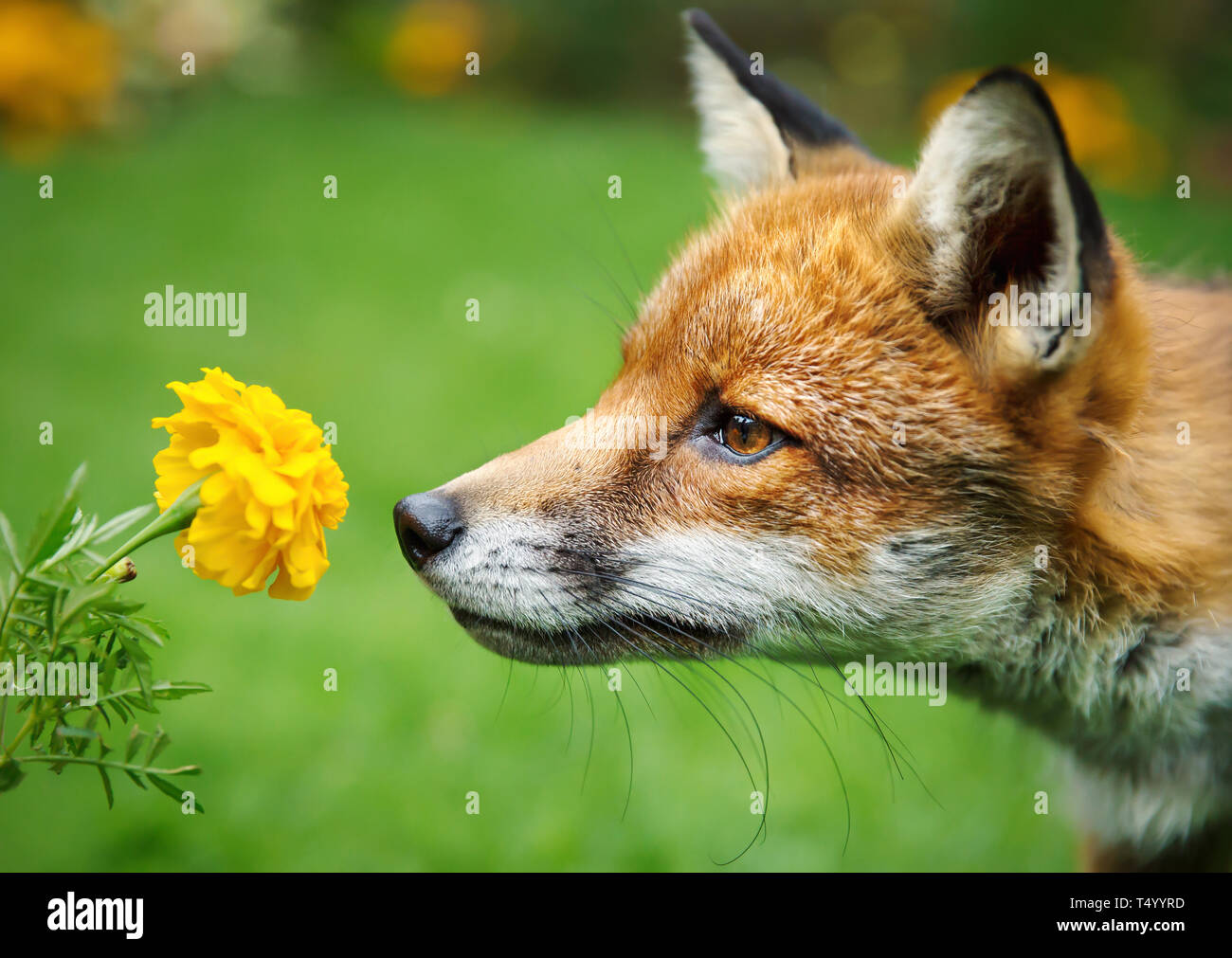 Smelling fox hi-res stock photography and images - Alamy