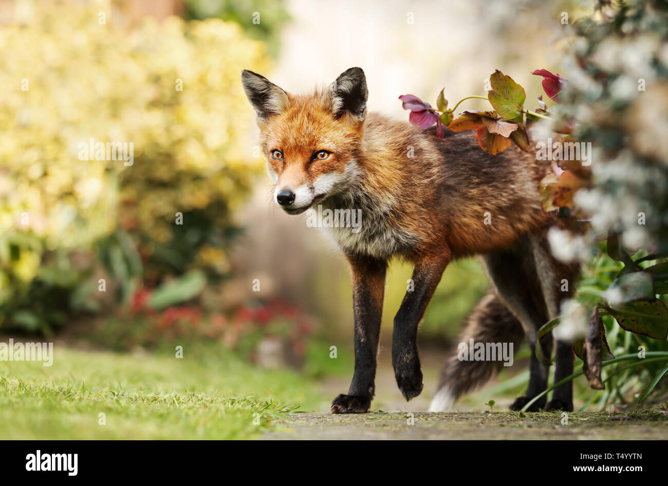 Back garden fox hi-res stock photography and images - Alamy