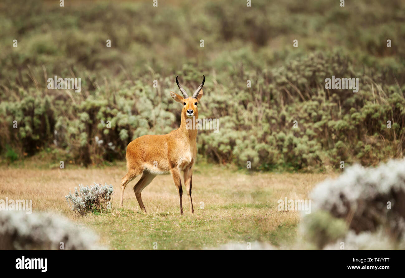 Red reedbuck hi-res stock photography and images - Alamy