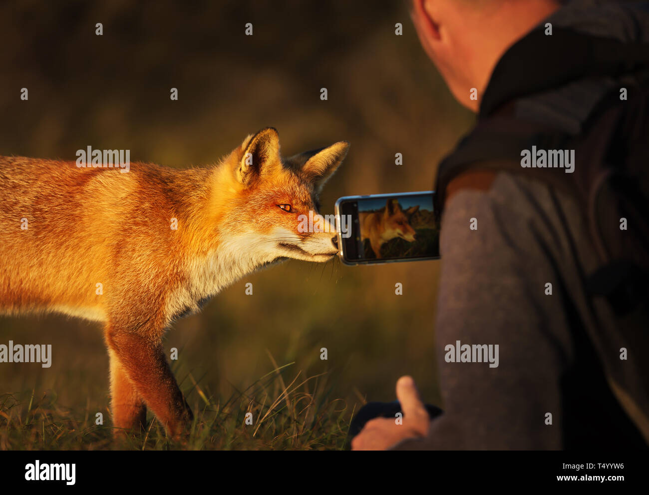 Fox photographer hi-res stock photography and images - Alamy