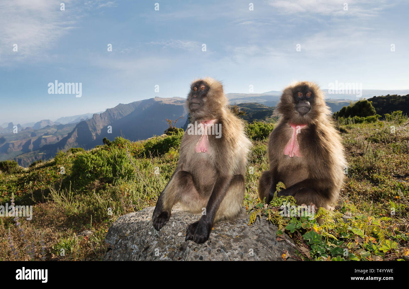 Ethiopian Monkeys High Resolution Stock Photography and Images - Alamy