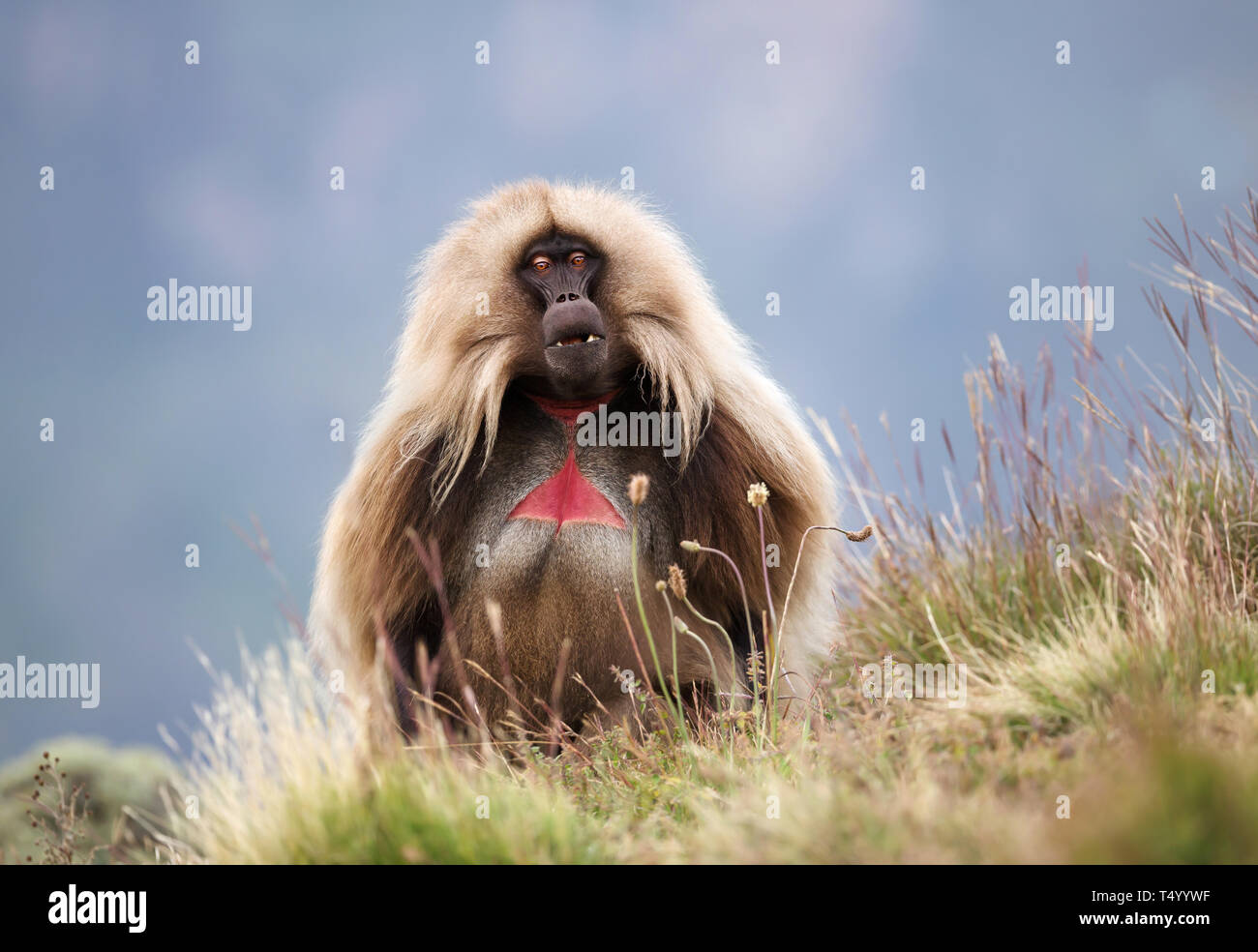 Gelada monkey hi-res stock photography and images - Alamy