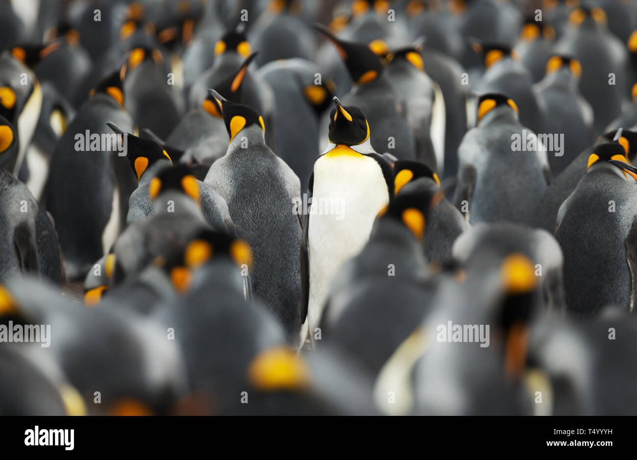 Group of King penguins at Volunteer point, Falkland Islands Stock Photo ...