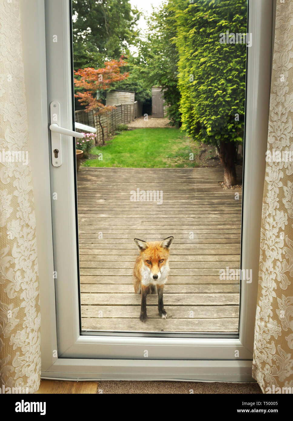 Close up of a Red fox watching through the window, England, UK Stock ...
