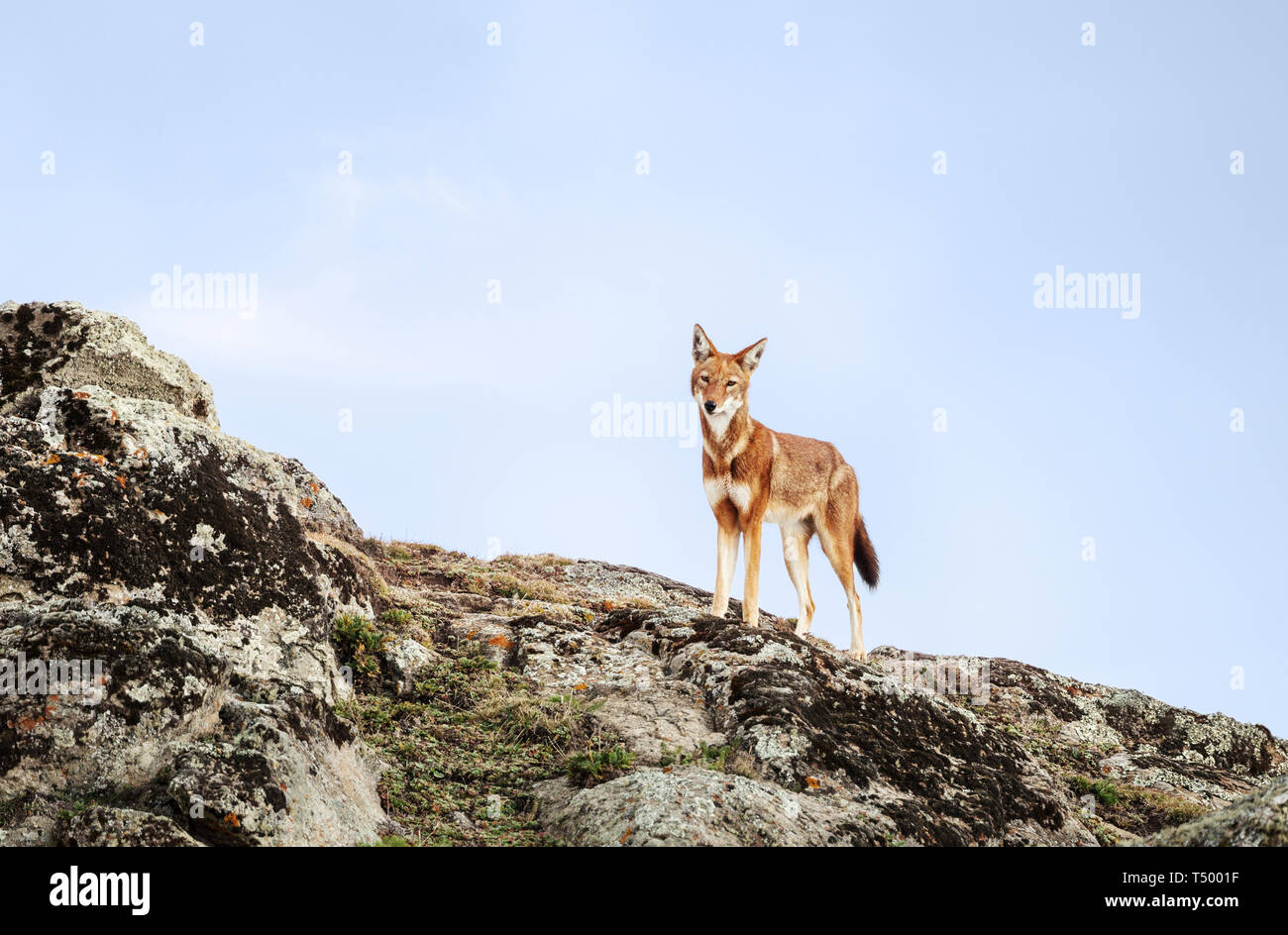 Close up of a rare and endangered Ethiopian wolf (Canis simensis) in ...