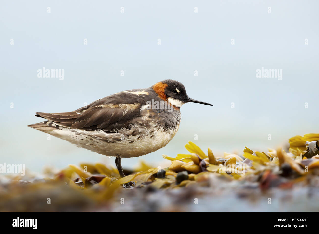 Male red necked phalarope hi-res stock photography and images - Alamy
