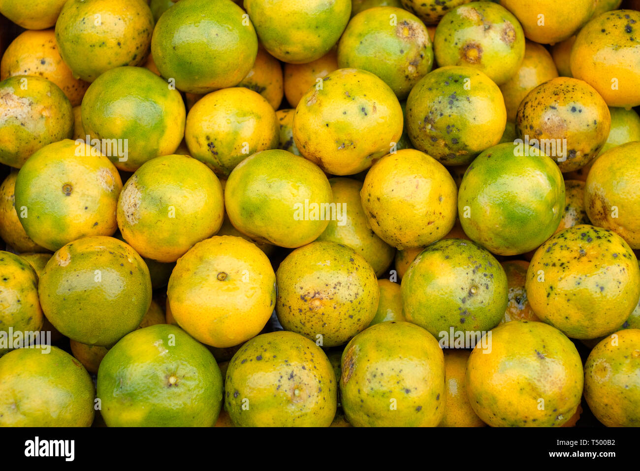 Orange fruits soiled organic stacked on wood crate in grocery rural ...
