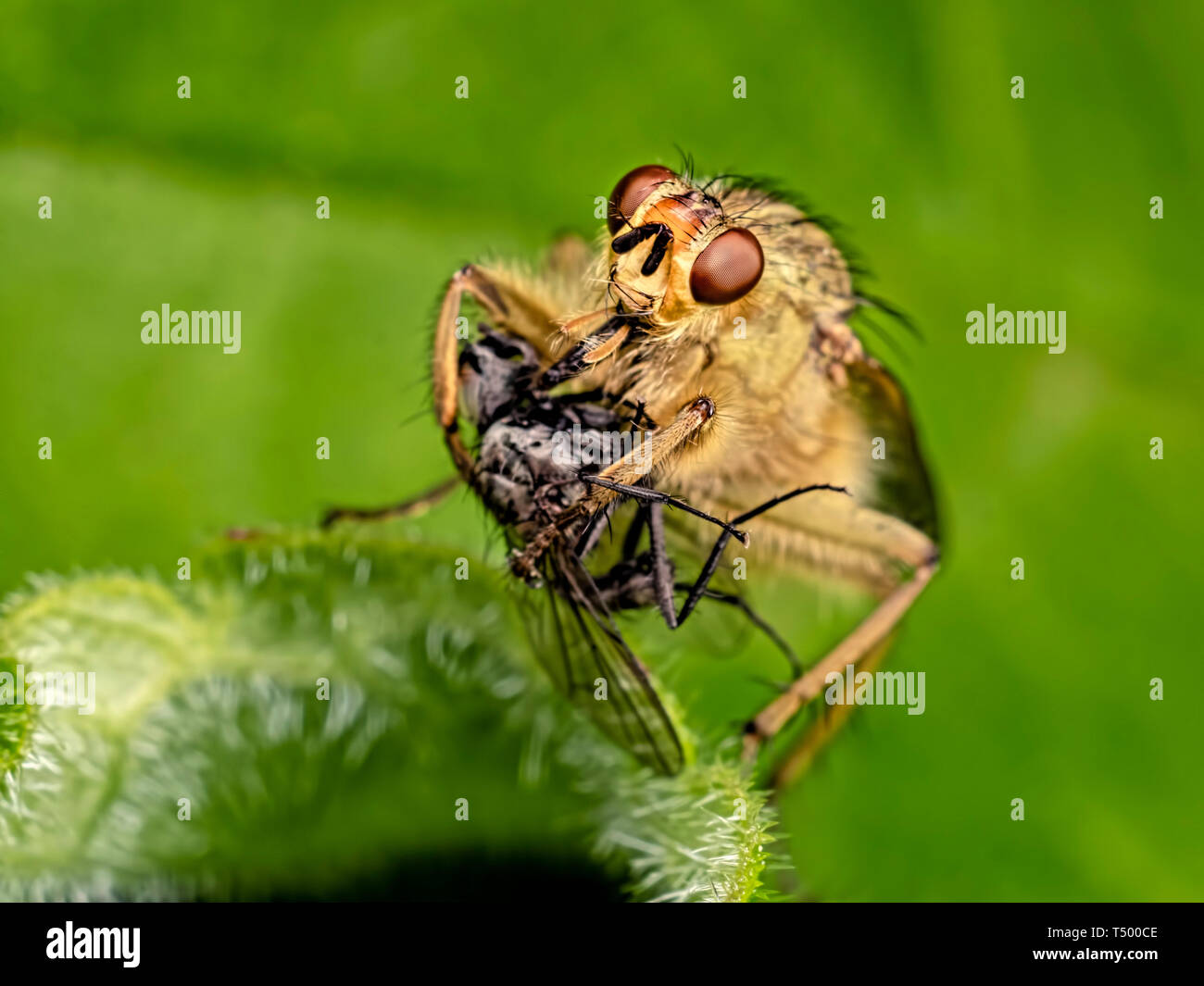 Animal food feast hi-res stock photography and images - Alamy