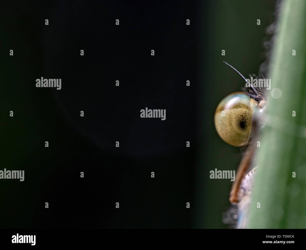 Alien with one eye hi-res stock photography and images - Alamy