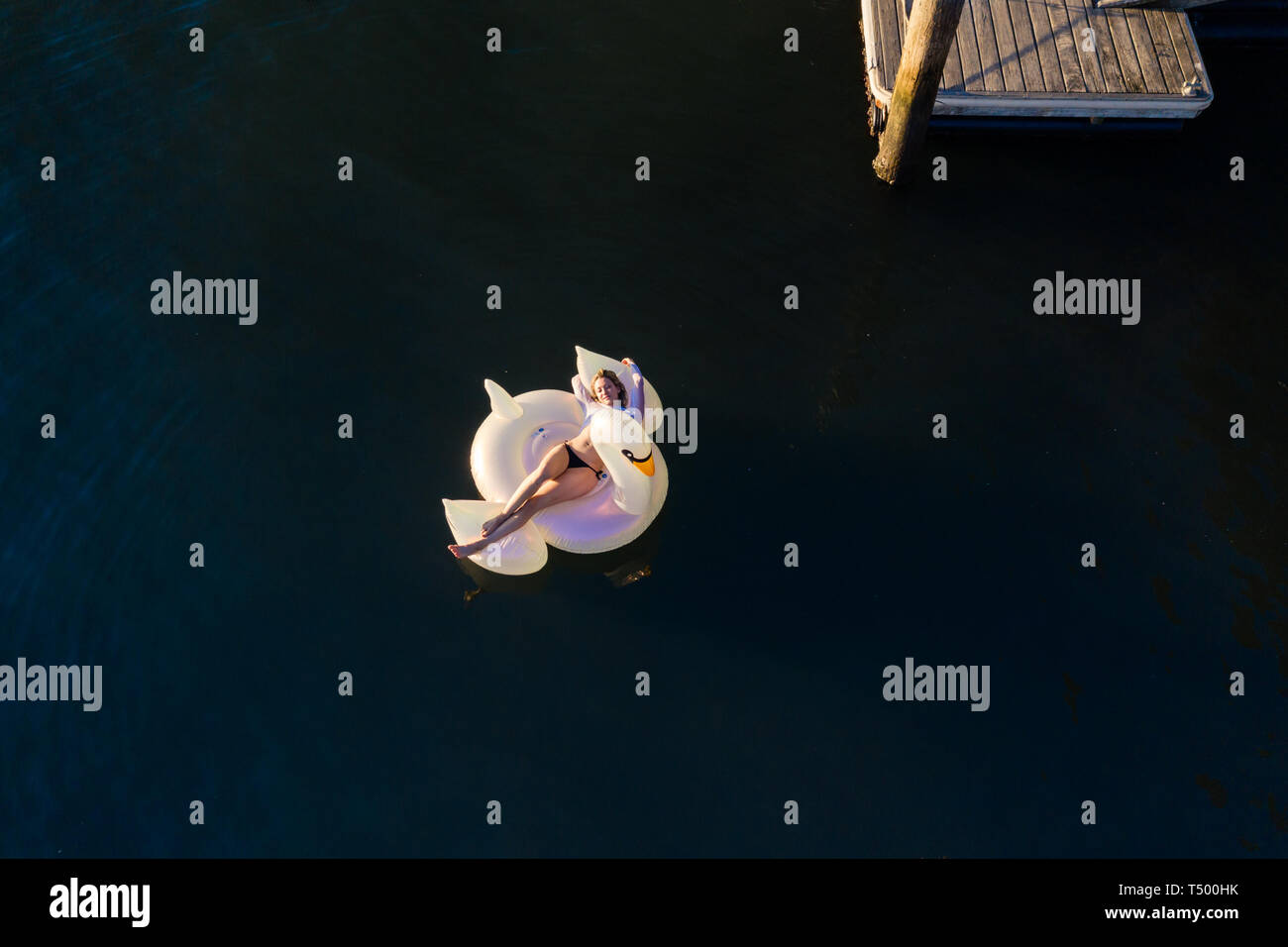 Swan sunbathing hi-res stock photography and images - Alamy