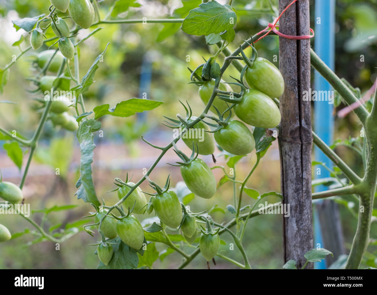 Close up unripe green hi-res stock photography and images - Alamy