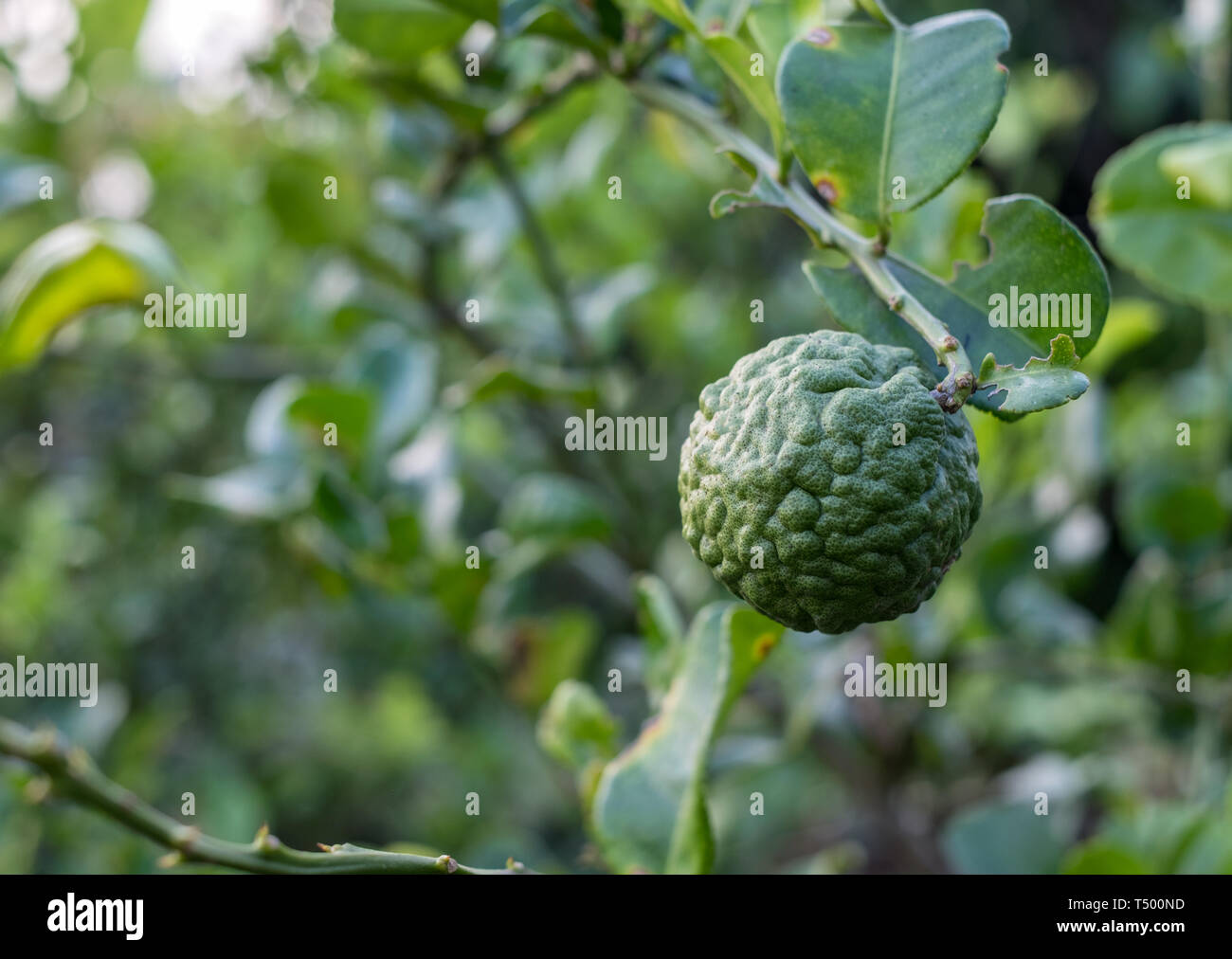 Leech lime tree hi-res stock photography and images - Alamy
