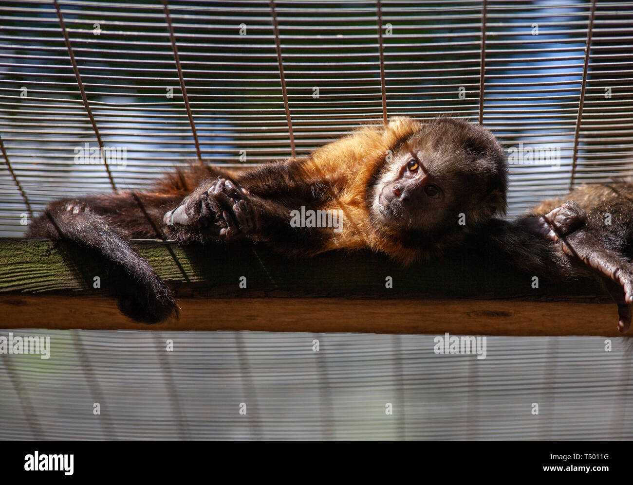 Pet monkey in cage hi-res stock photography and images - Alamy