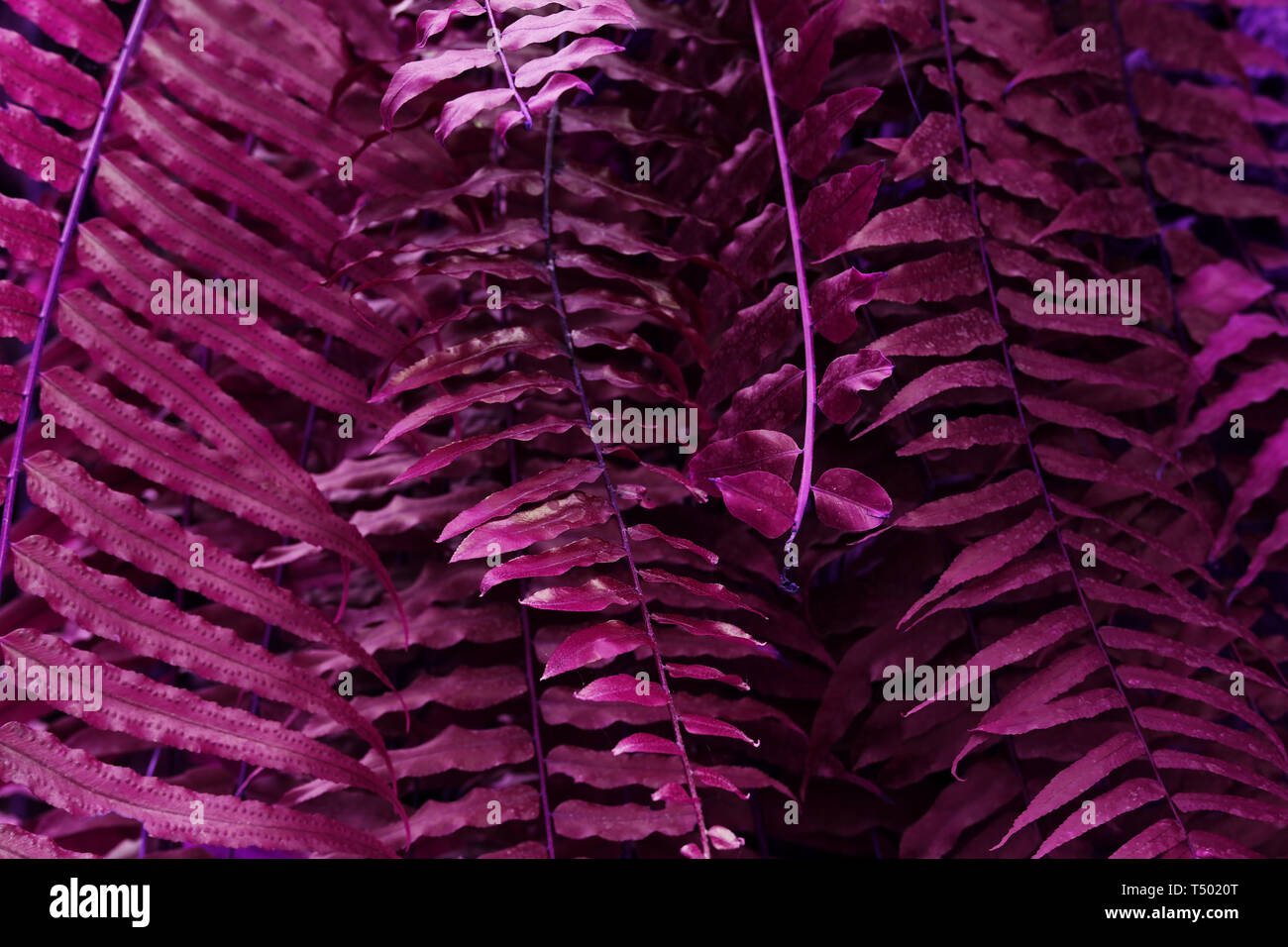 Ultra Violet background effect made of tropical leaves Stock Photo - Alamy