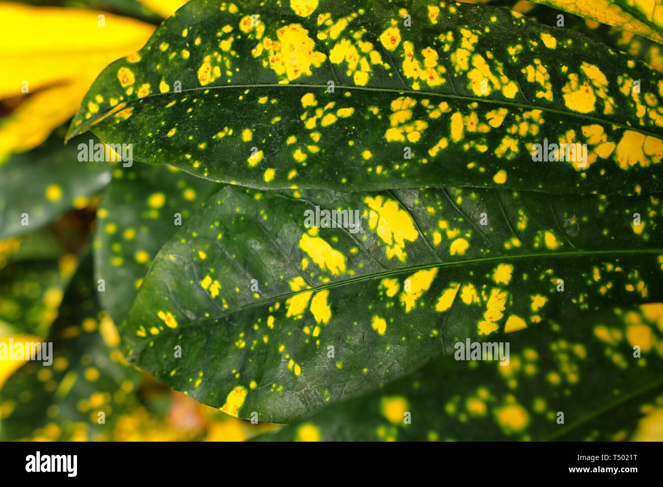 tropical leaf texture, foliage nature green background Stock Photo - Alamy