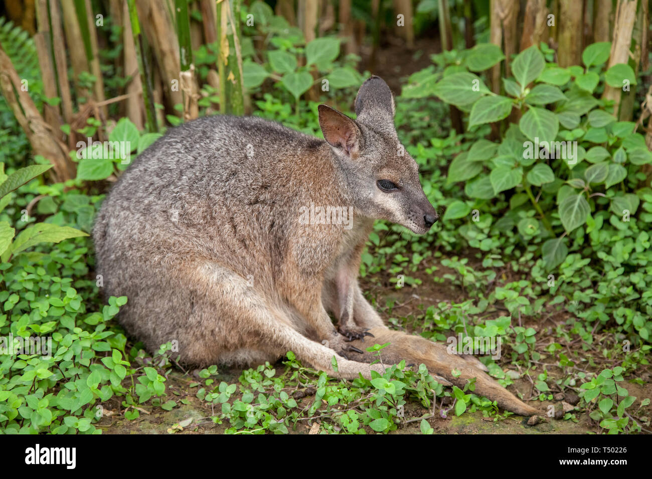 Australian wallaby hi-res stock photography and images - Alamy