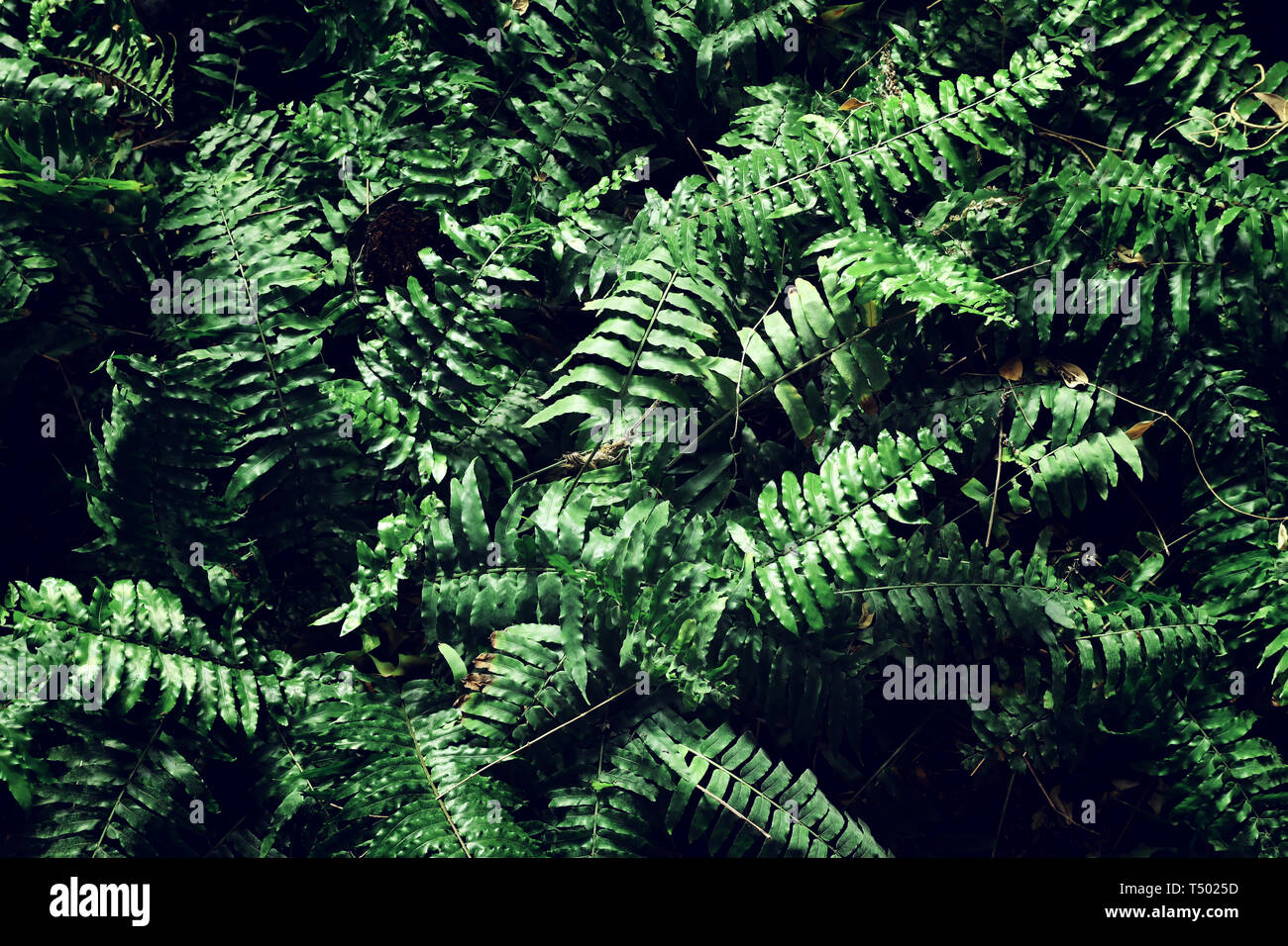 tropical leaf texture, foliage nature green background Stock Photo - Alamy
