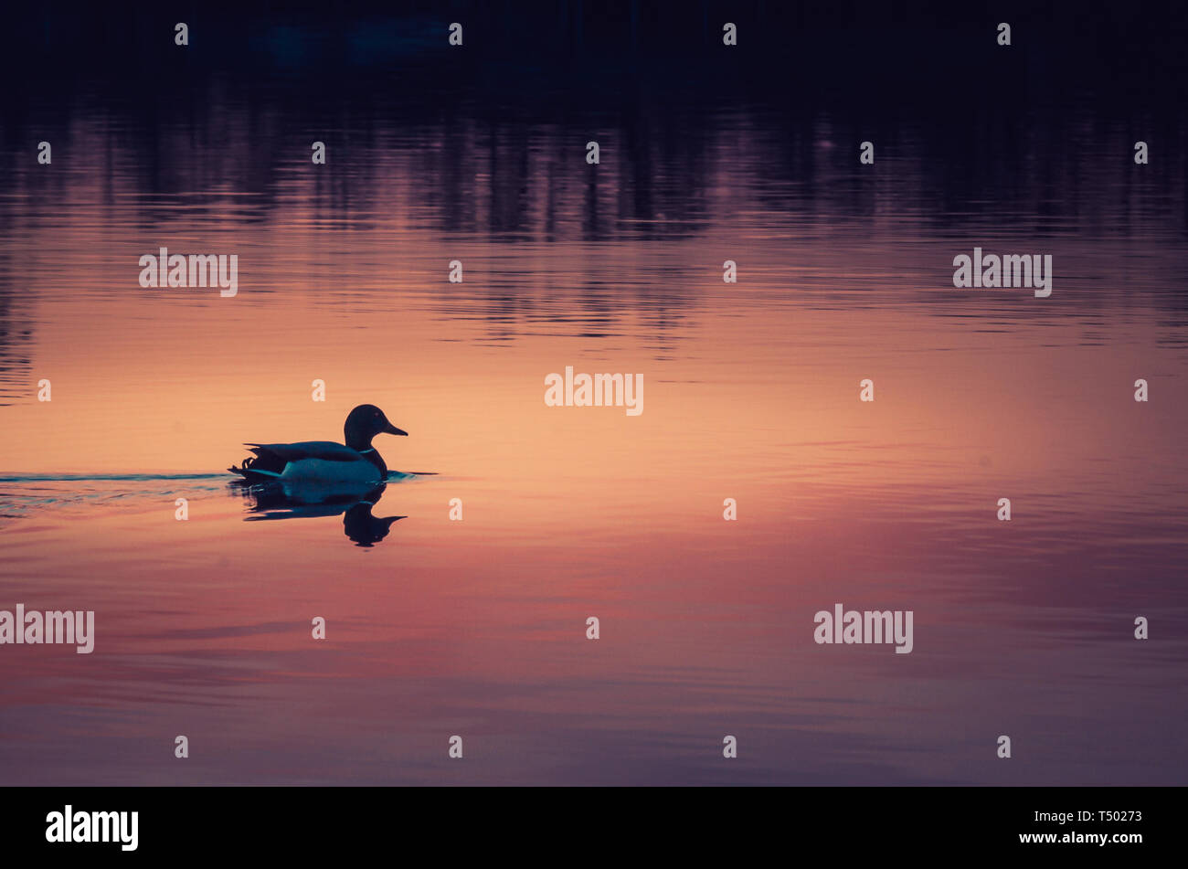 Duck gliding on a lake during sunset Stock Photo - Alamy