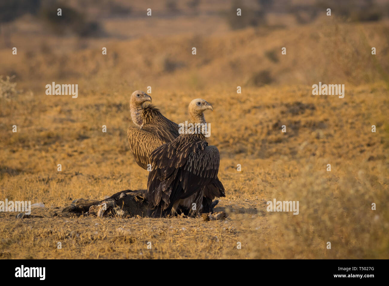 Himalayan Griffon Vulture (Gyps himalayensis) with Eurasian Griffon ...