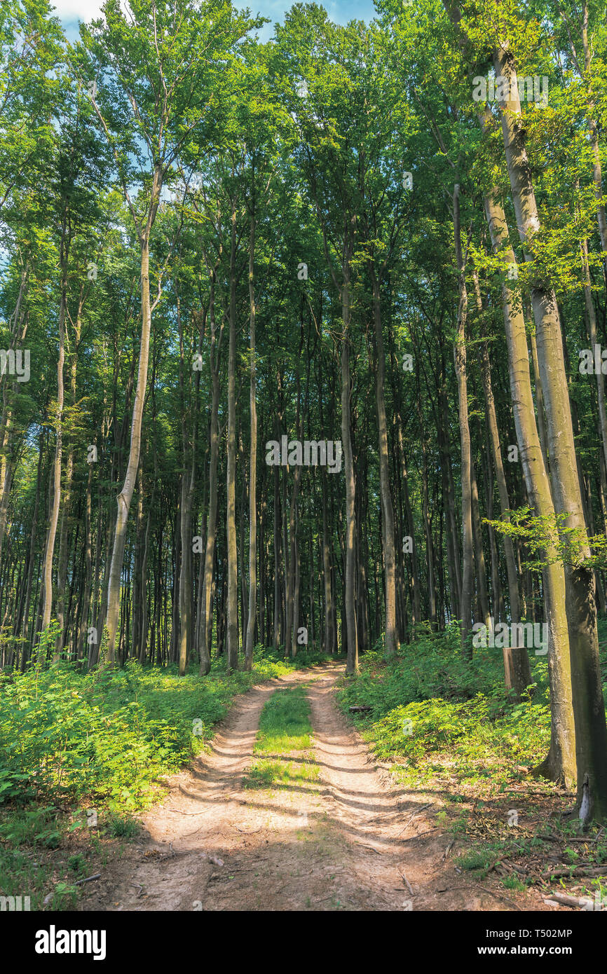 country road through beech forest. tall trees with green lush crowns ...