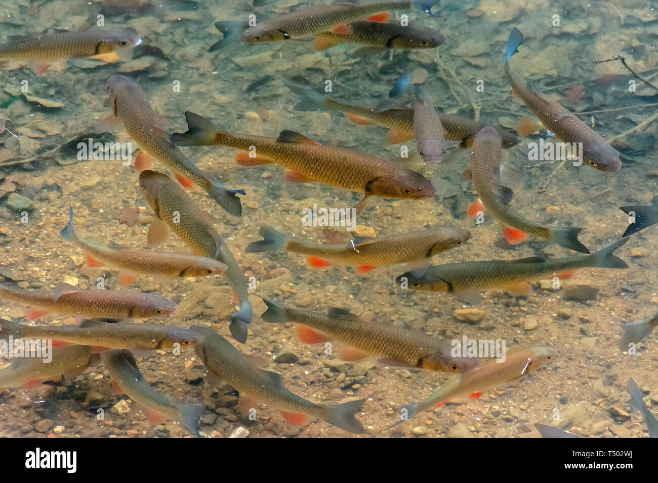 Clear transparent water river lake hi-res stock photography and images ...