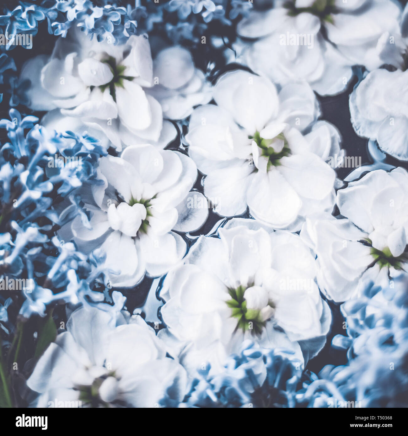 Botanical backdrop, nature and gardening concept - Vintage flowers in a ...