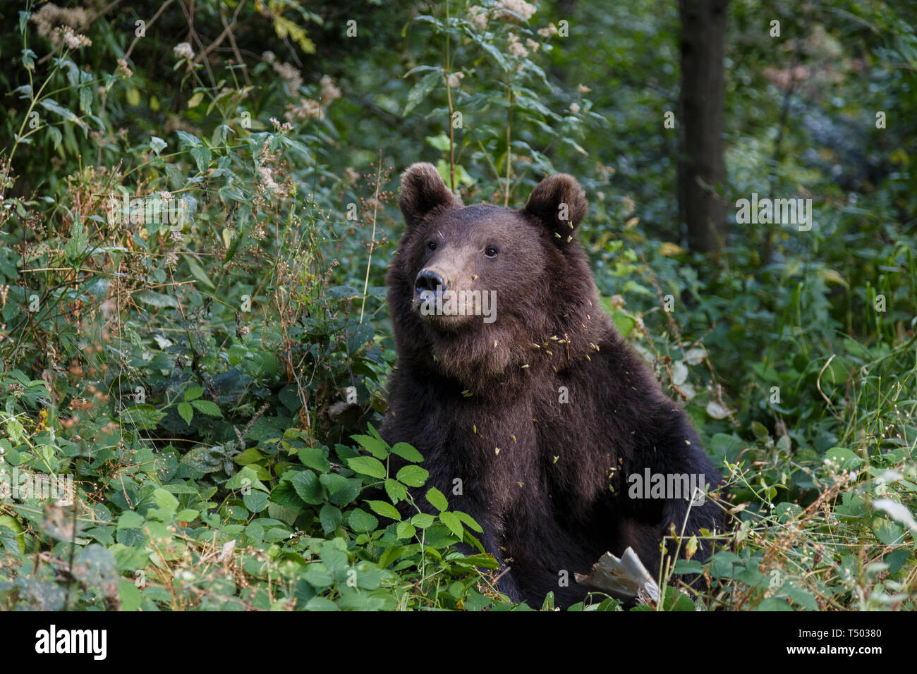 Carpathian brown bear hi-res stock photography and images - Alamy