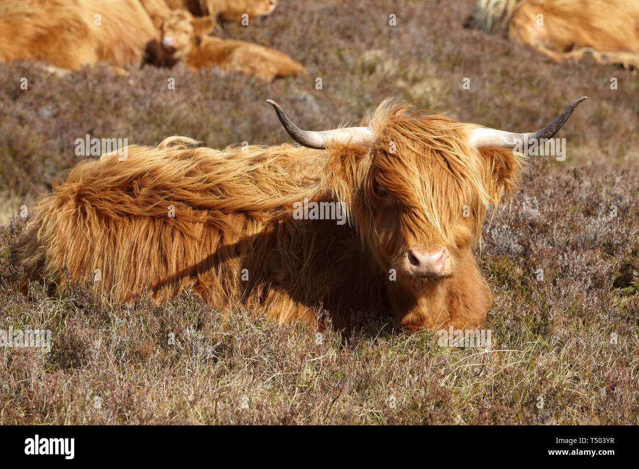 Highland Cattle, Scotland Stock Photo - Alamy