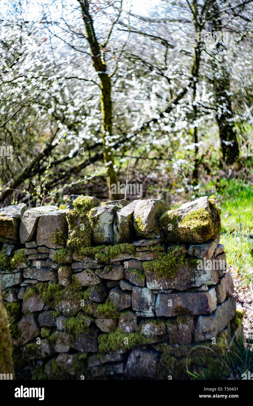 Lichen on old stone wall hi-res stock photography and images - Alamy