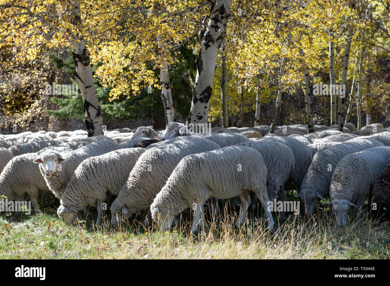 Trailing of the Sheep Festival in Idaho Stock Photo - Alamy