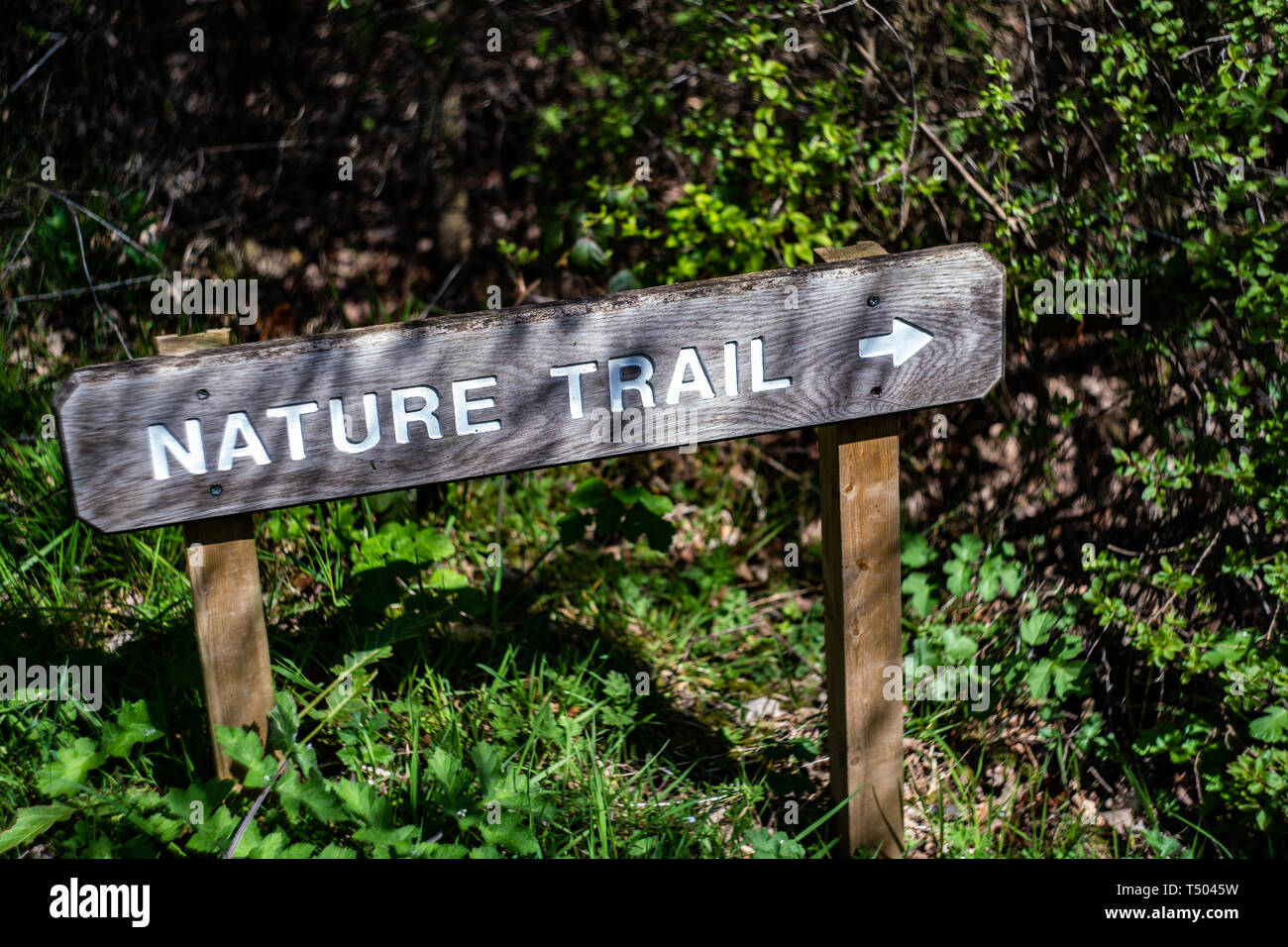 Wooden nature trail sign in a wood, Staffordshire, UK Stock Photo - Alamy