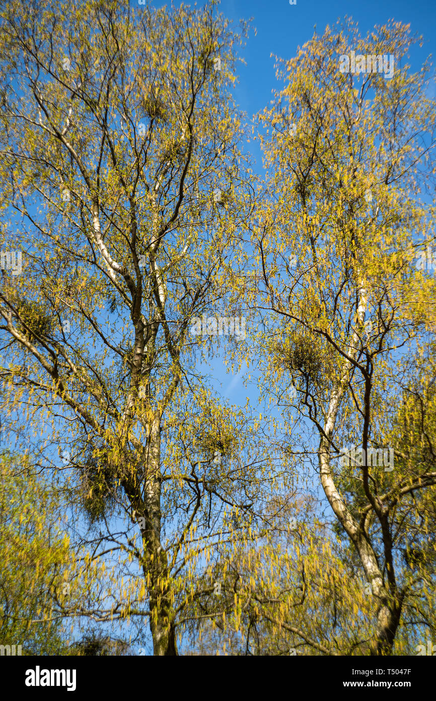 Witches broom tree hi-res stock photography and images - Alamy