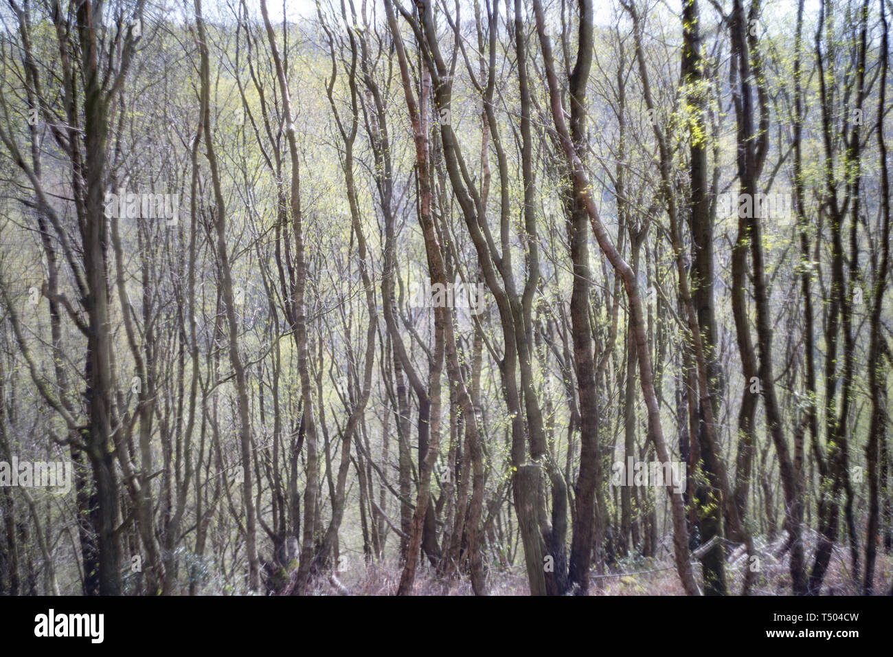 Spindly young trees, Staffordshire, UK Stock Photo - Alamy
