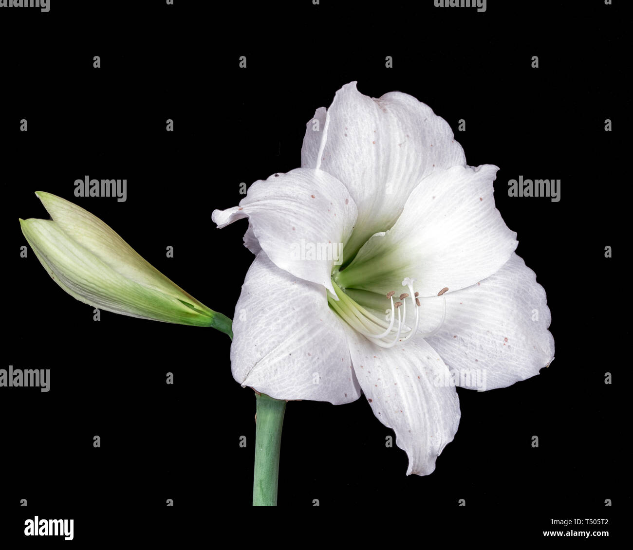 Beautiful Easter Lily Stock Photo - Alamy