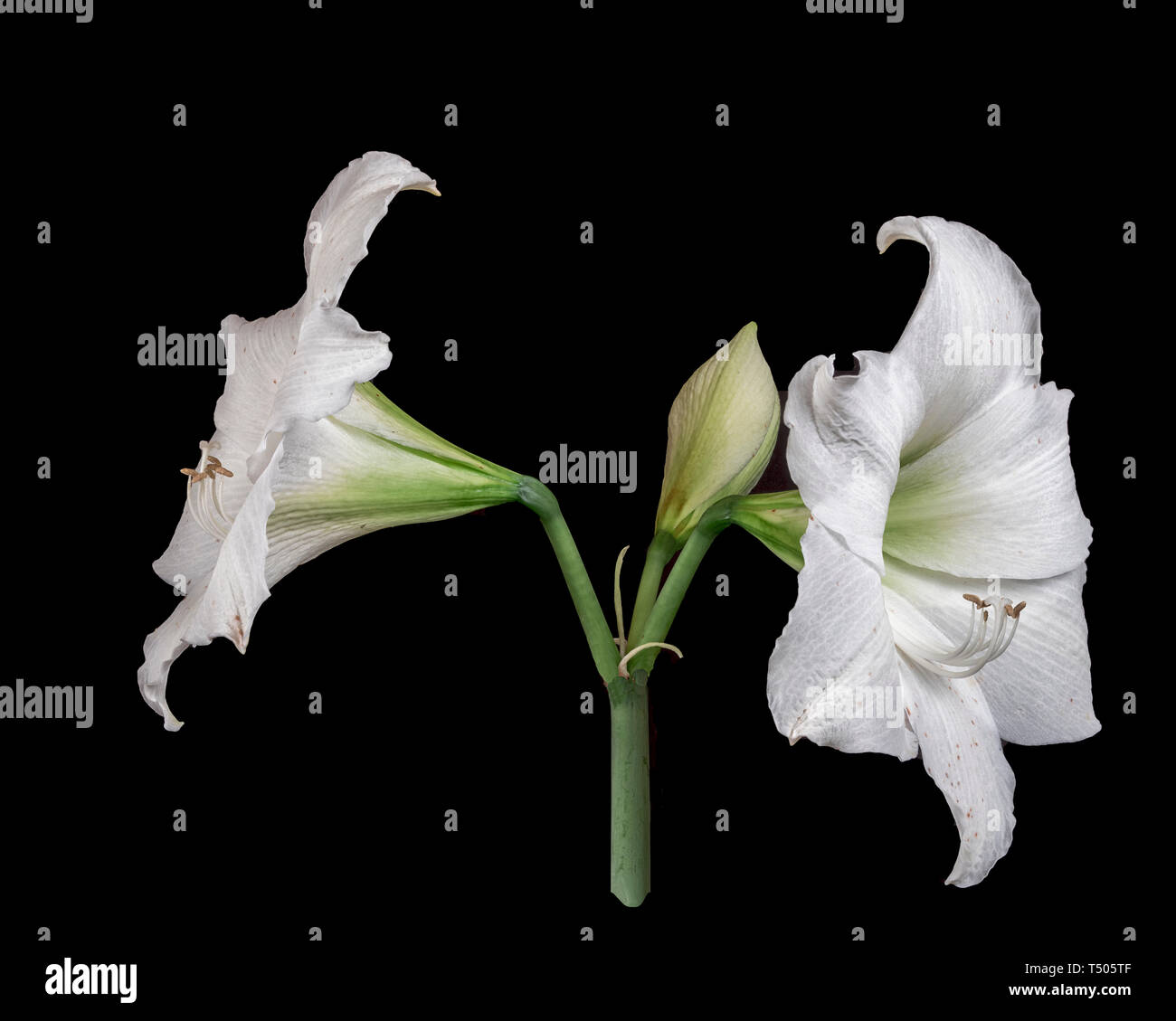 Easter lily bloom hi-res stock photography and images - Alamy