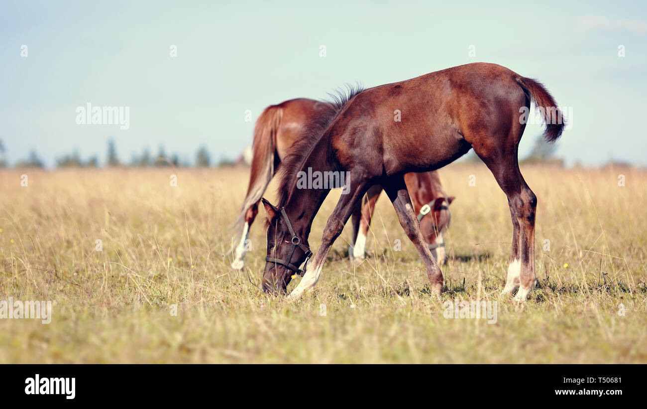 Two foals are grazed in the summer in the field Stock Photo - Alamy