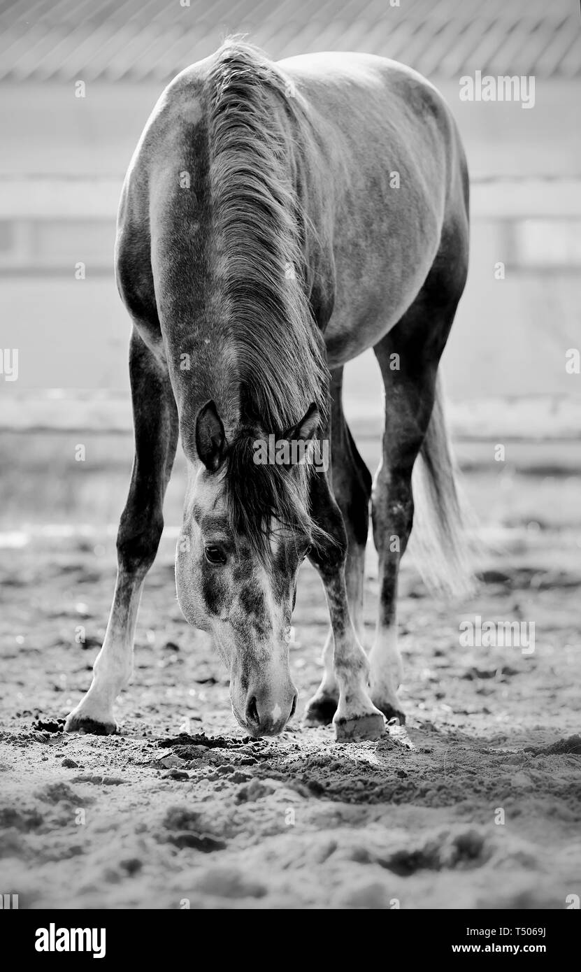 Not a color image of the sports horse walks in the paddock Stock Photo ...