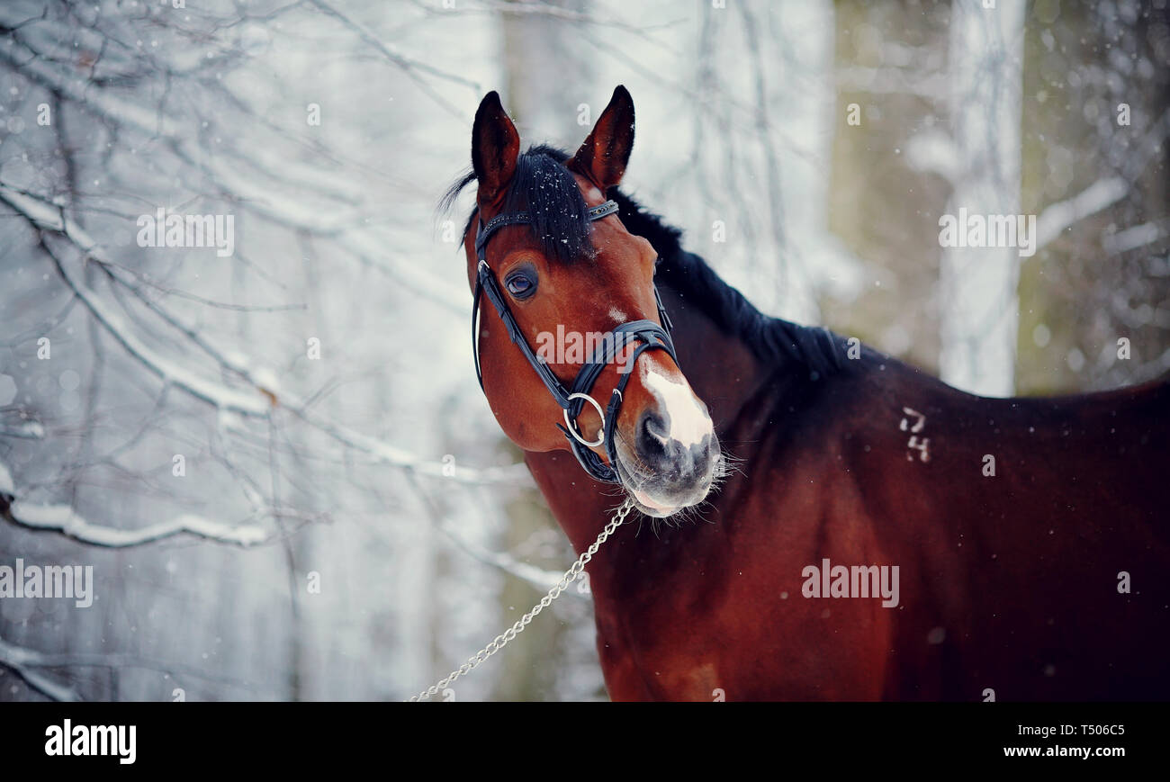 Portrait of a sports stallion. Thoroughbred horse. Beautiful horse ...