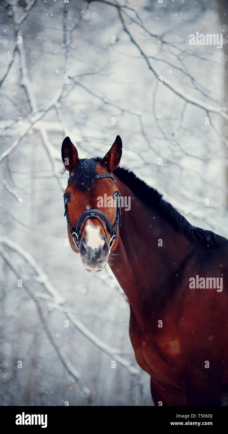 Portrait of a sports stallion. Thoroughbred horse. Beautiful horse ...