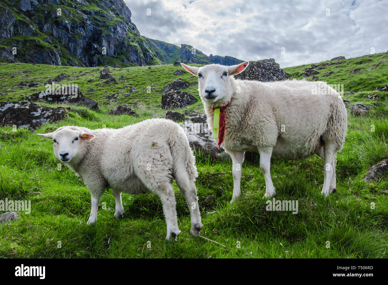 Norway sheep hi-res stock photography and images - Alamy
